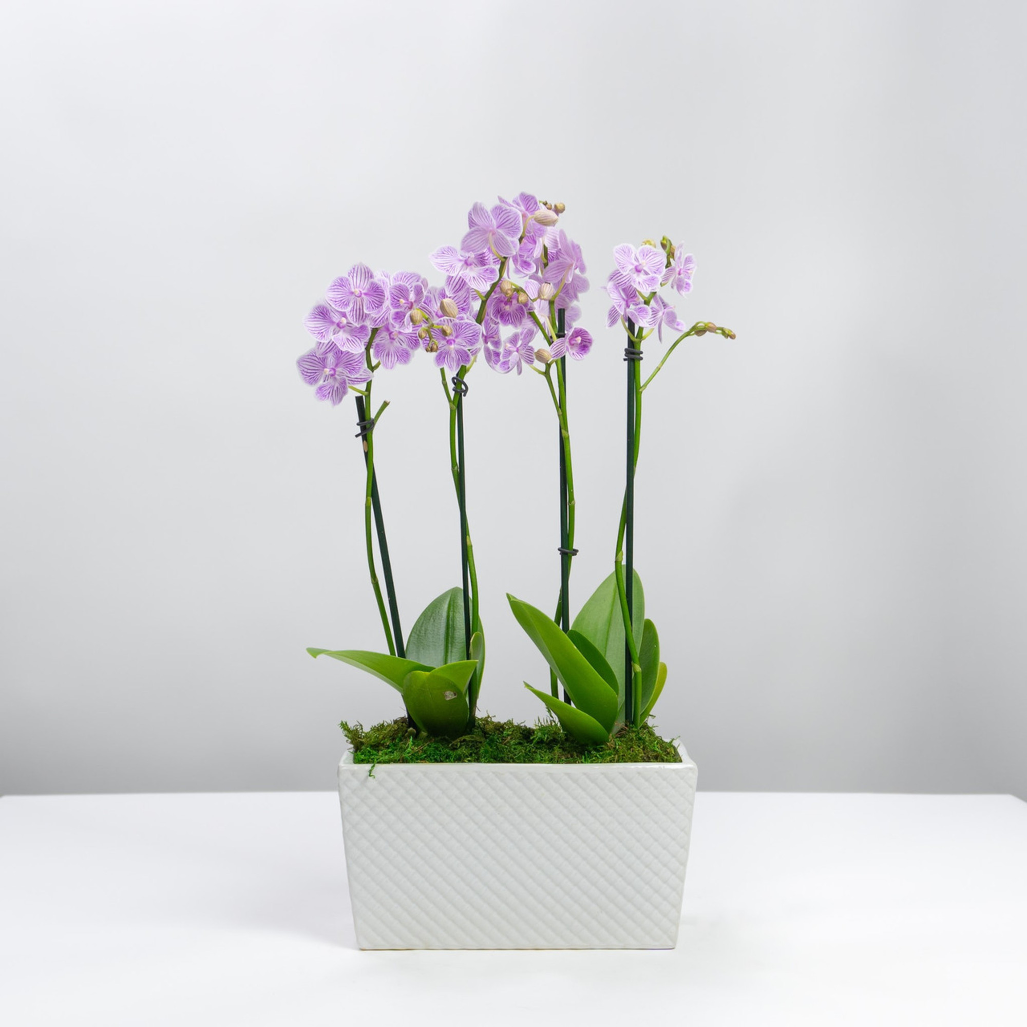 Field of Flowers - Summer Garden Orchids - Card Message: Optional, Elp ...