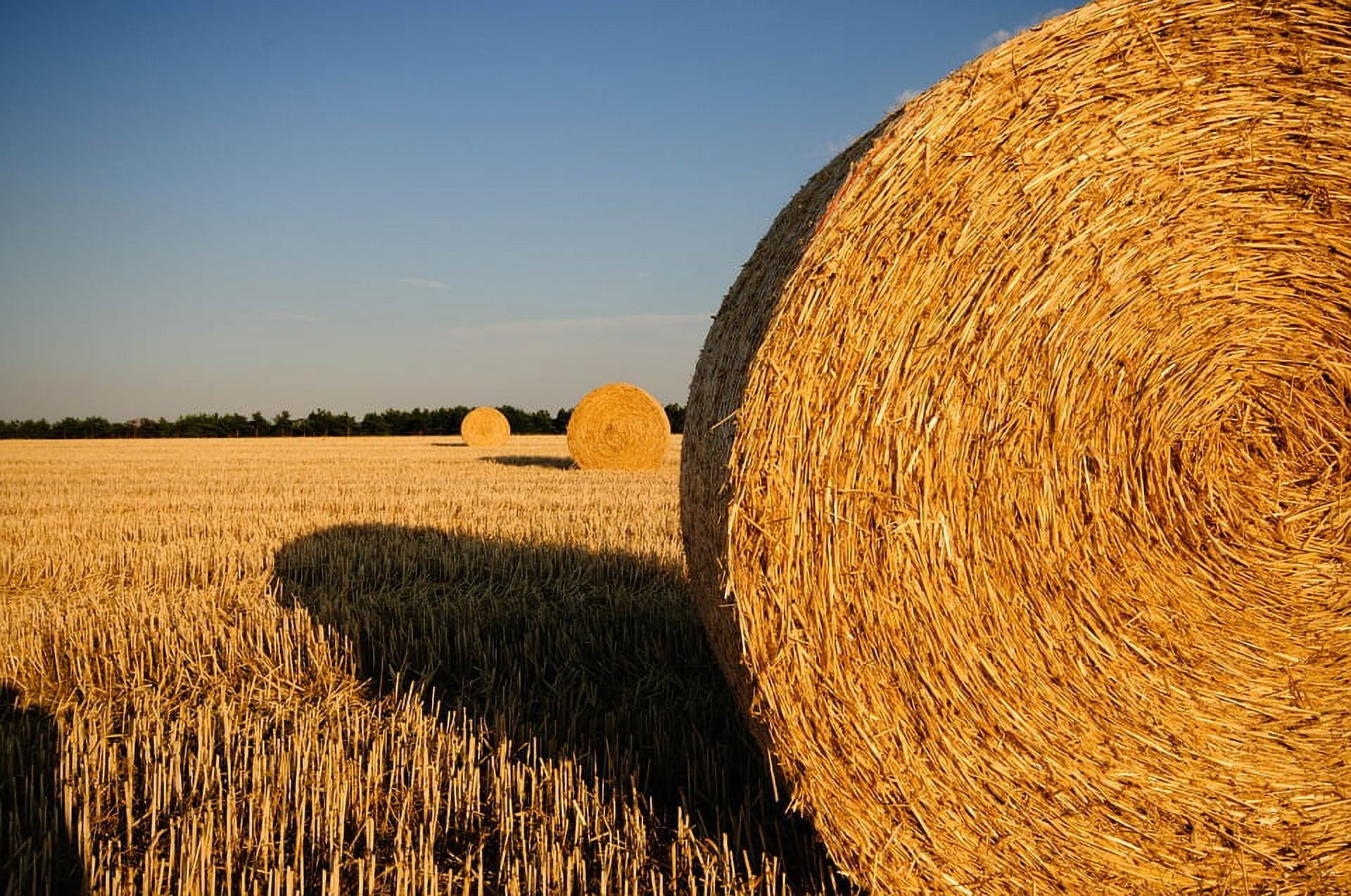Field Harvested Straw Straw Bales Summer Stubble - Laminated Poster ...