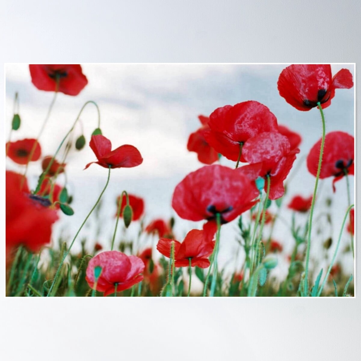 Field Of Poppies Against Grey Sky Poster Wall Art, Modern Wall Decor ...