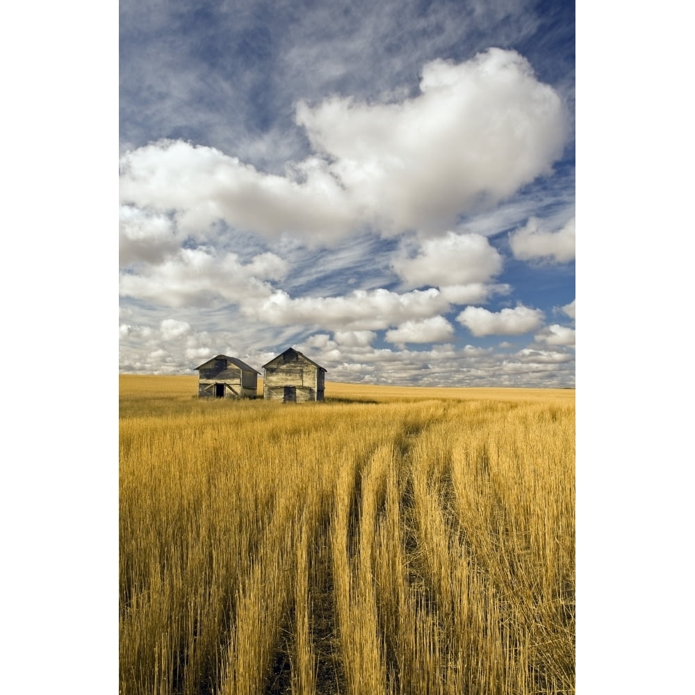 Field Showing Remains Of Wheat Straw After Summer Hail Damage And Sky ...