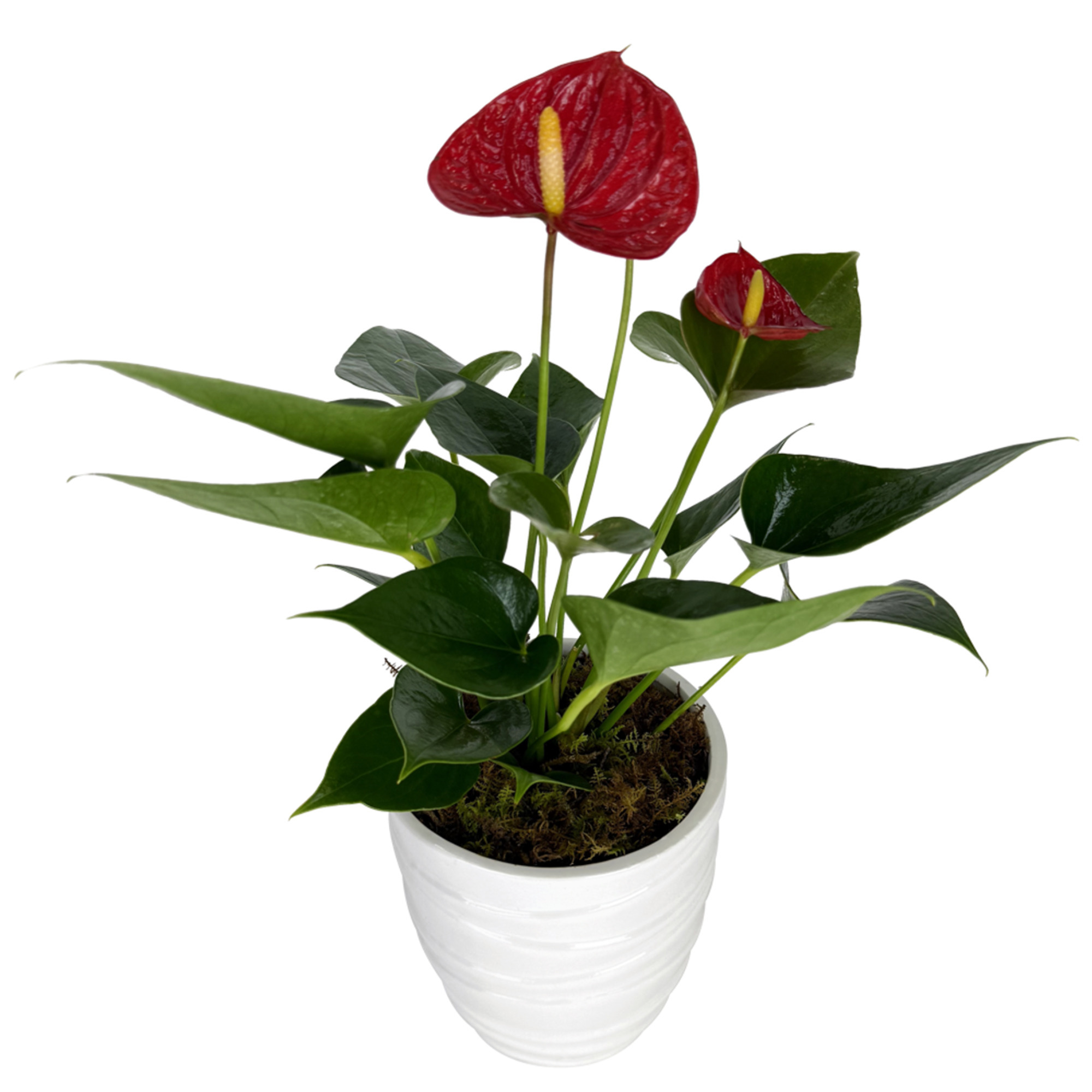Field of Flowers - Anthurium Gift - Feb, Card Message: (Required ...