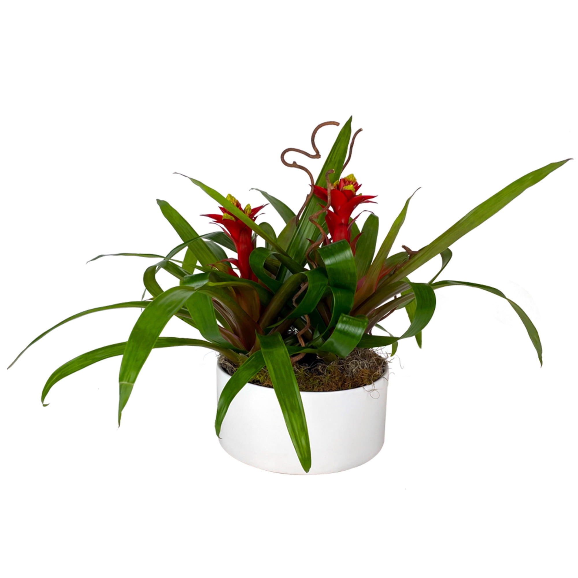 Field of Flowers - Bromelia Classic - 23, Card Message: Optional ...