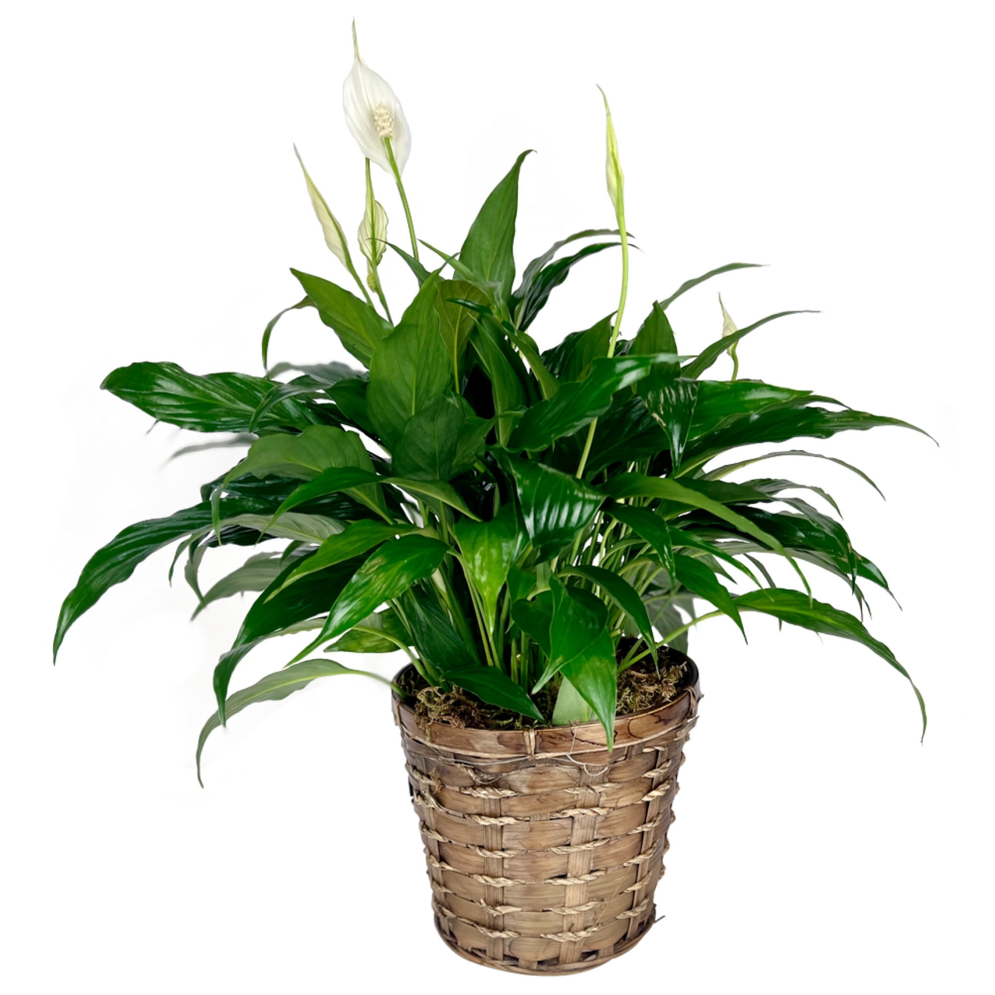 Field of Flowers - Lily's Embrace - 2026, Card Message: Optional ...