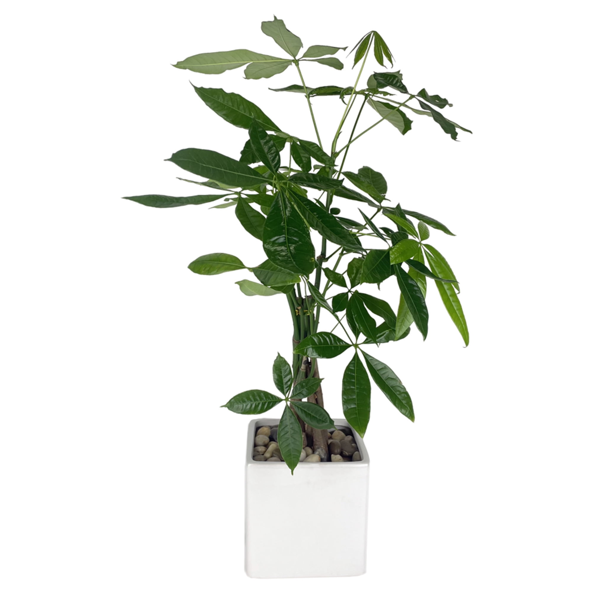 Field of Flowers - Money Tree Classic - Dec, Card Message: Optional ...