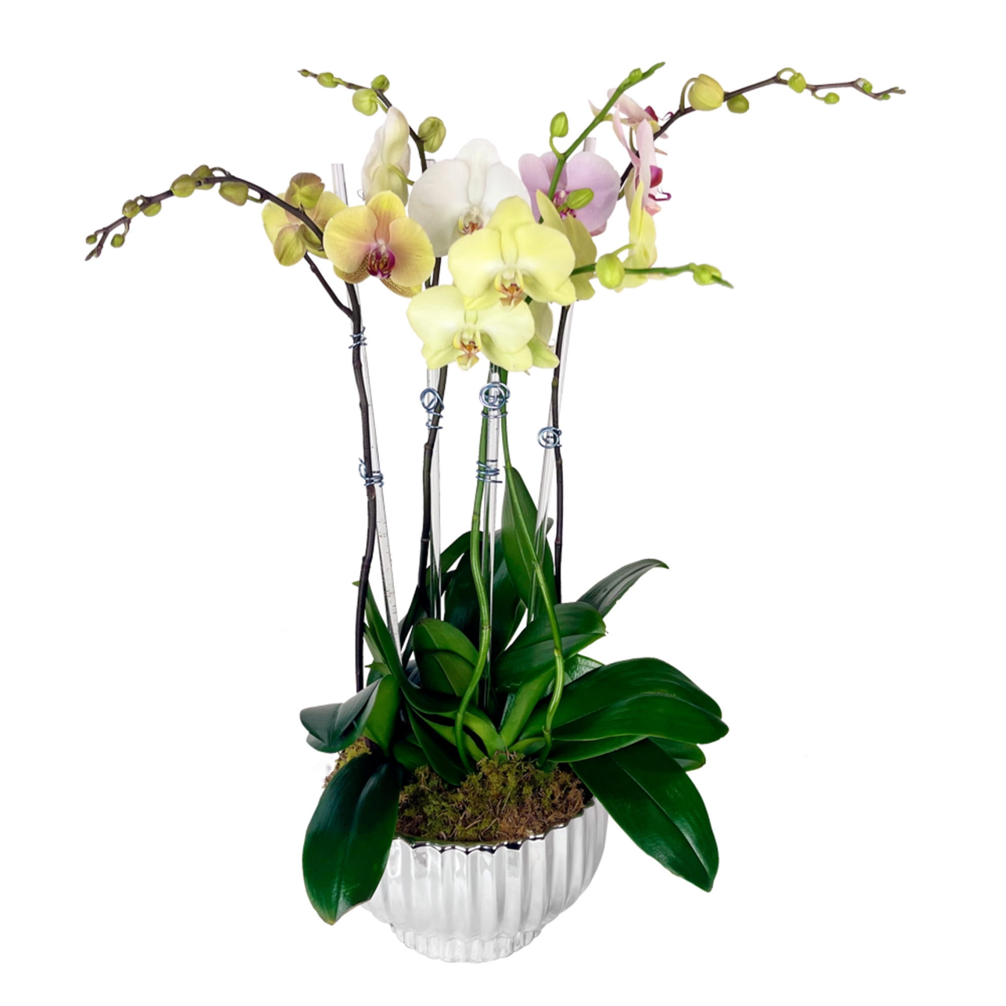 Field of Flowers - Orchid Symphony - Apr, Card Message: Optional ...