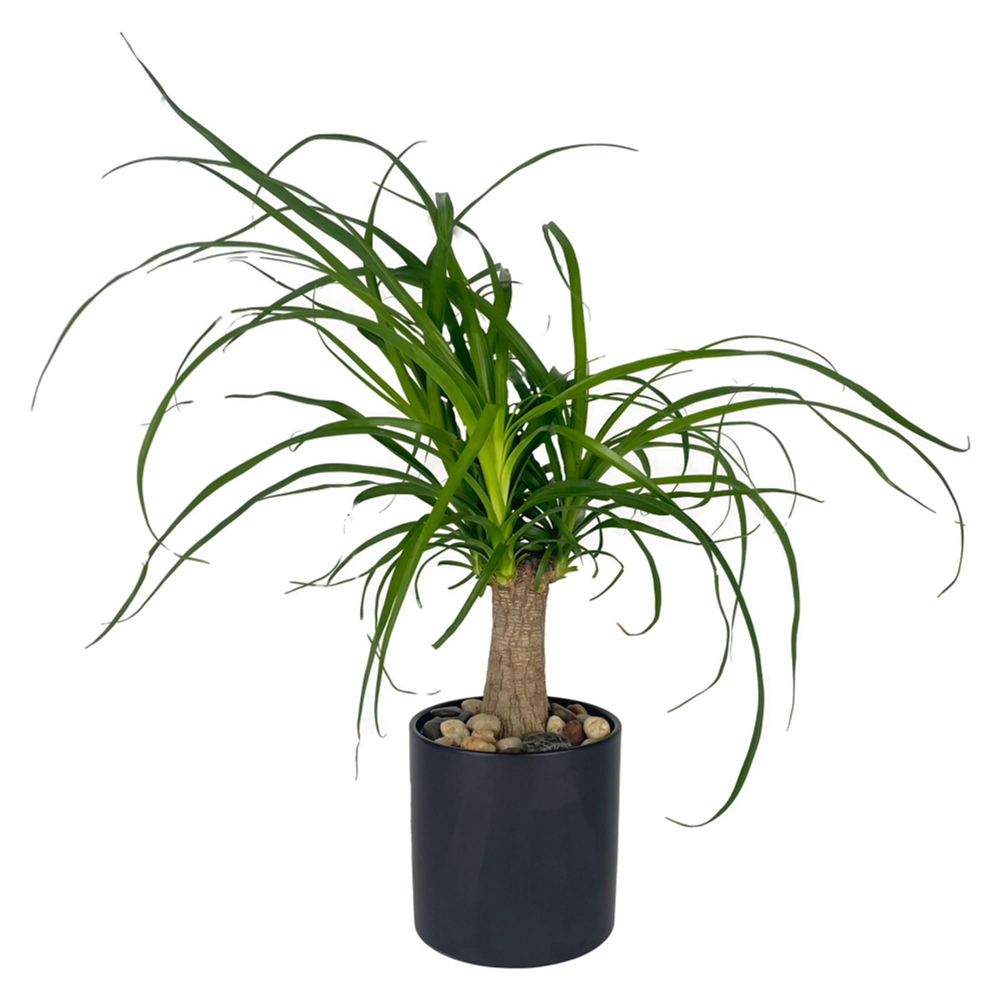 Field of Flowers - Ponytail Classic - 15, Card Message: Optional ...