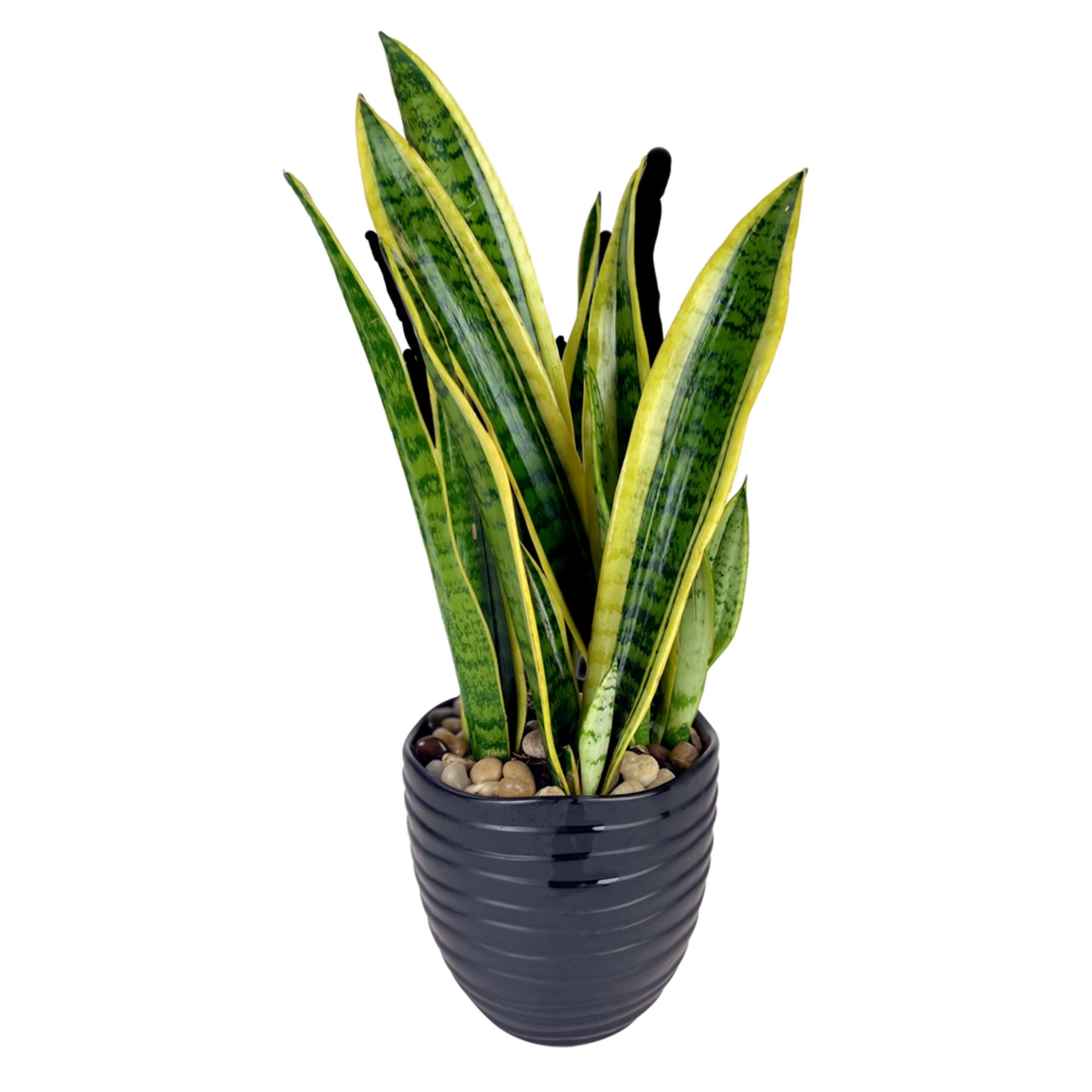 Field of Flowers - Simple Serenity - 14, Card Message: Optional ...