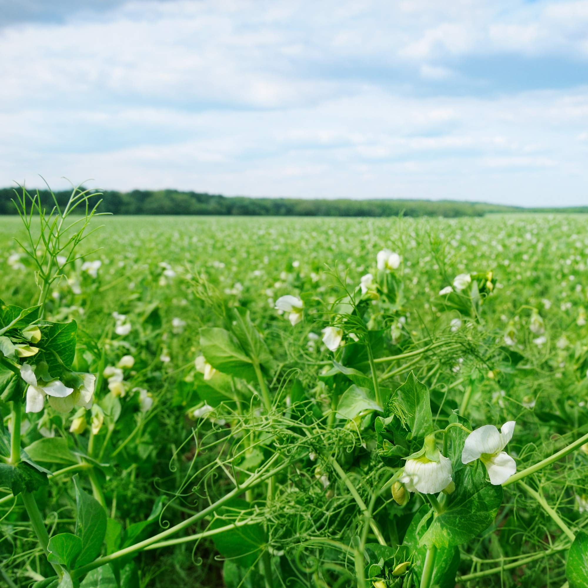 Outsidepride Spring Field Peas Cover Crop & Forage Legume Seed - 5 LBS ...