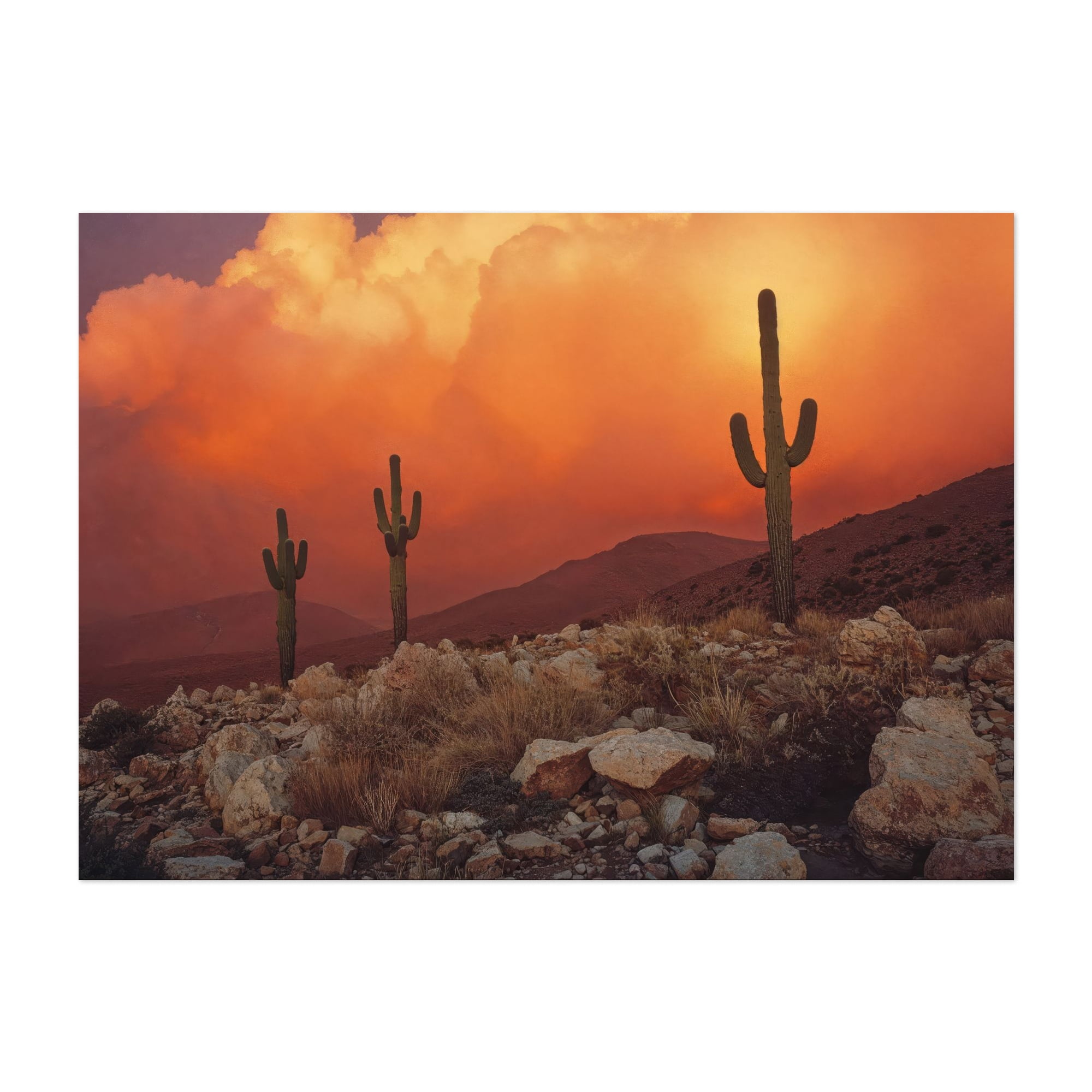 Fiery Desert Dusk - Photography Desert Cactus Sunset Landscape Nature ...