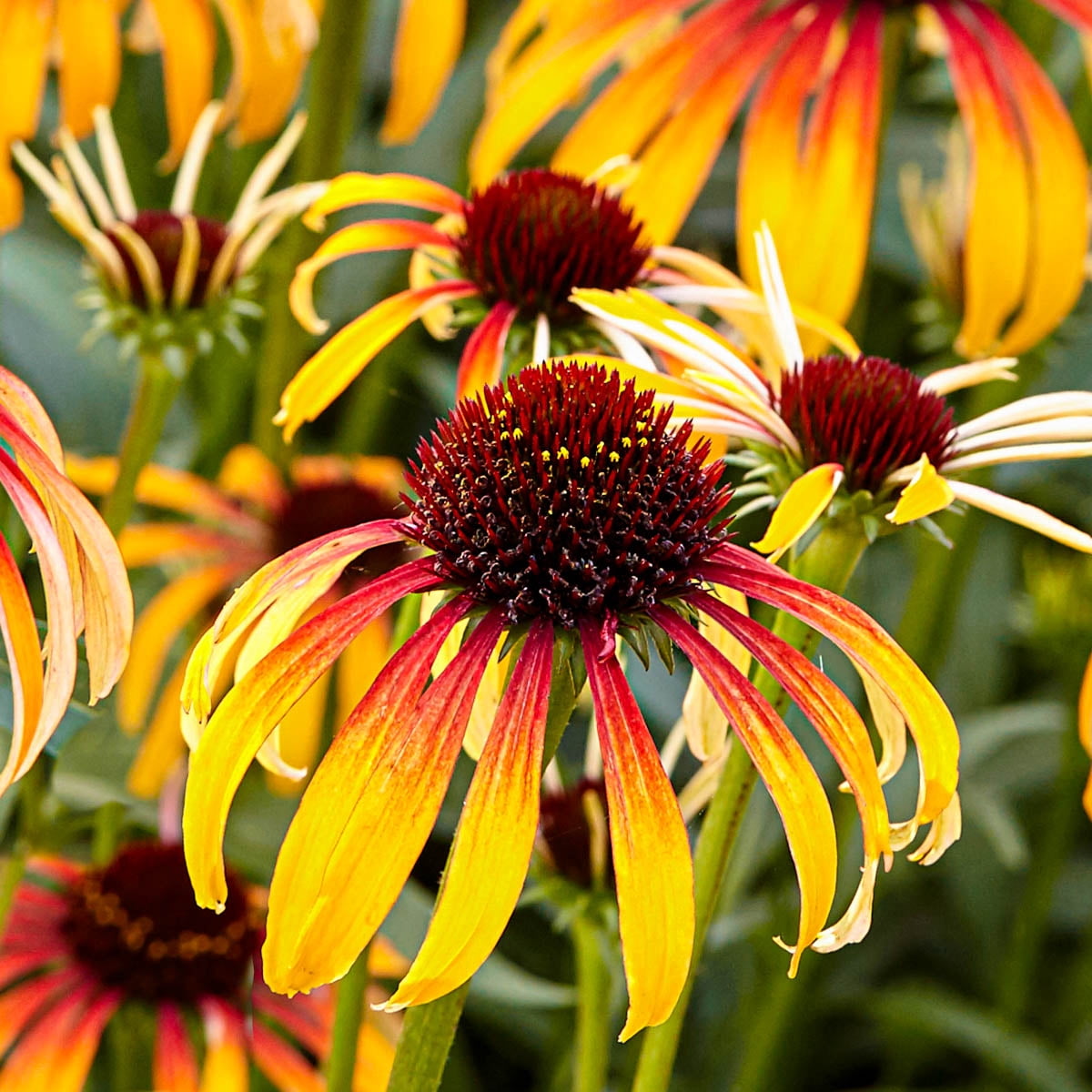 Fiery Meadow Mama Coneflower Potted Flowering Perennial Plant, in a 2. ...