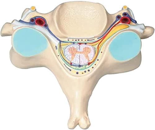 Fifth Section Human Cord Spinal Cervical Spinal Nerve Enlargement ...