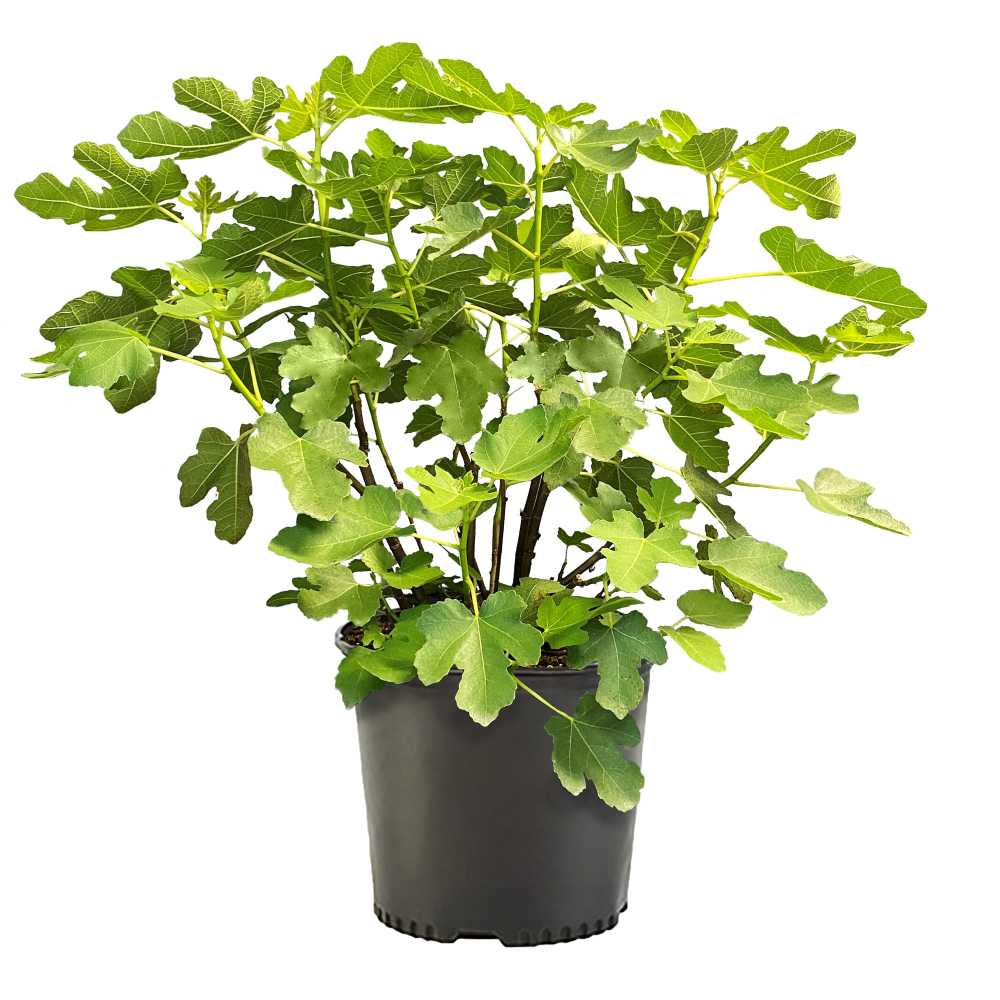 Free Shipping! Fig, Brown Turkey Live Shrub (3 Gallon) - Walmart ...