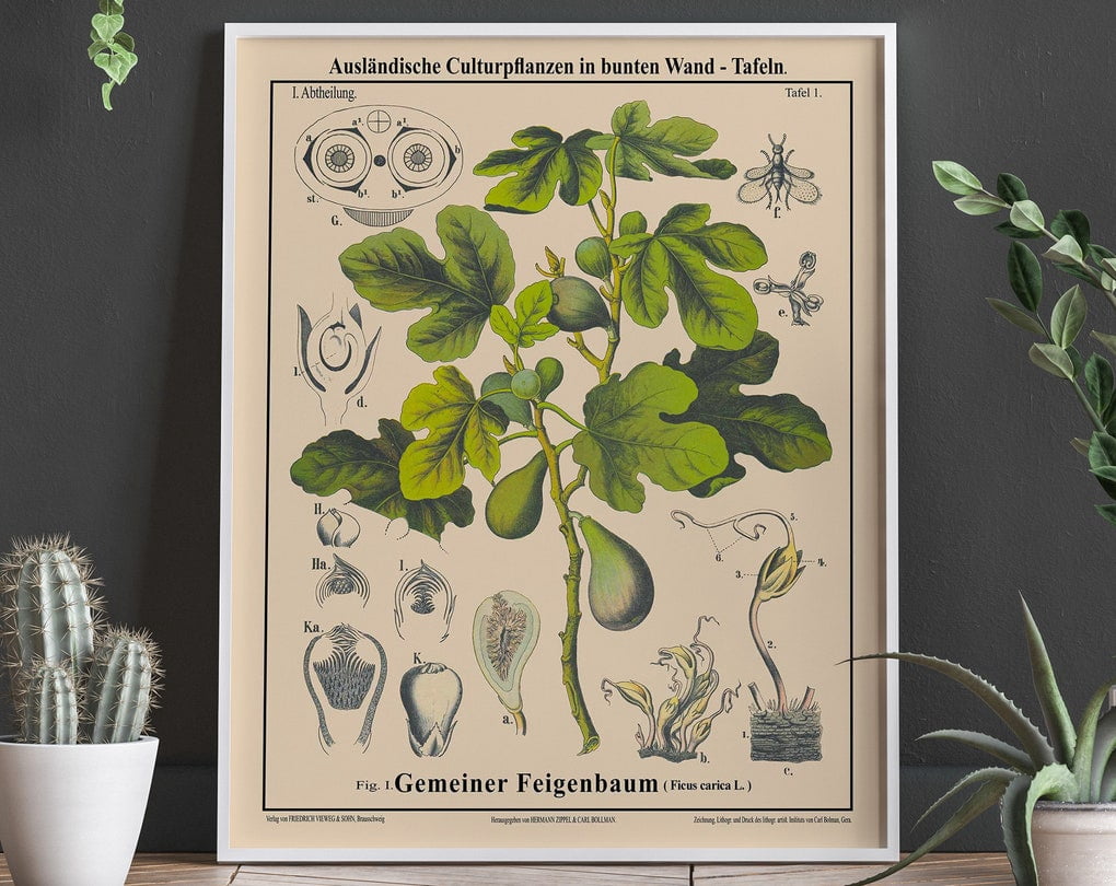 Fig Tree Botanical Drawing Rare Fig Tree Botanical Wall Art ,Decor For ...
