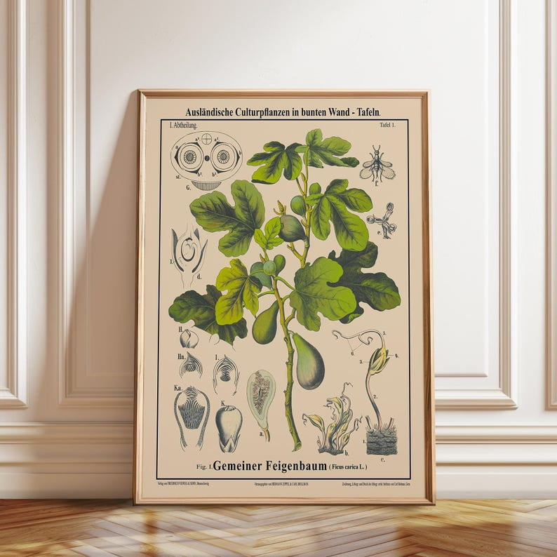 Fig Tree Botanical Drawing - Rare Fig Tree Botanical Wall Art Poster ...