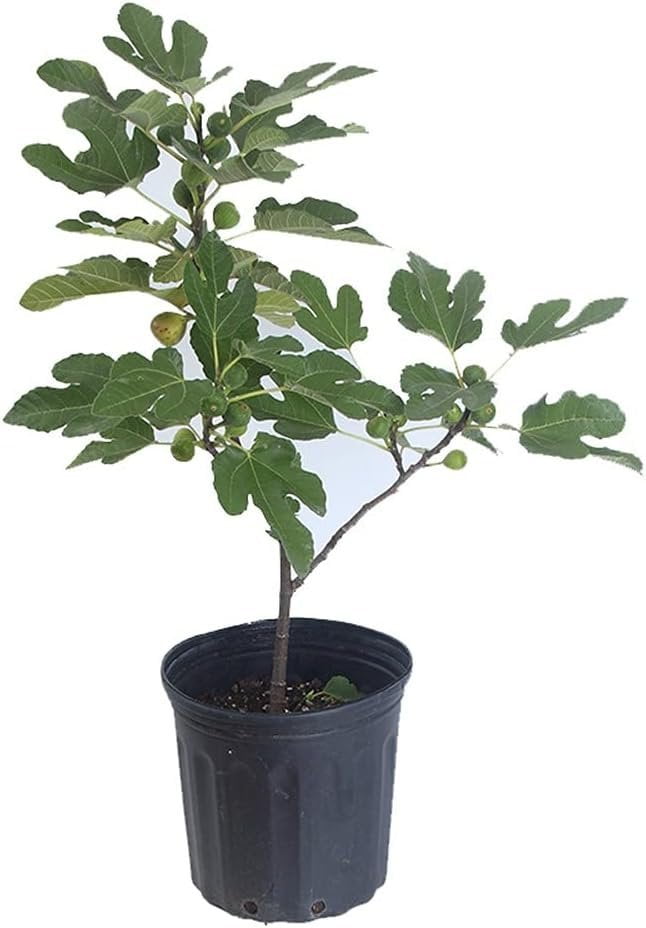 Fig Tree - Live Fruit Tree in a 3 Gallon Pot - Ficus Carica - Tropical ...