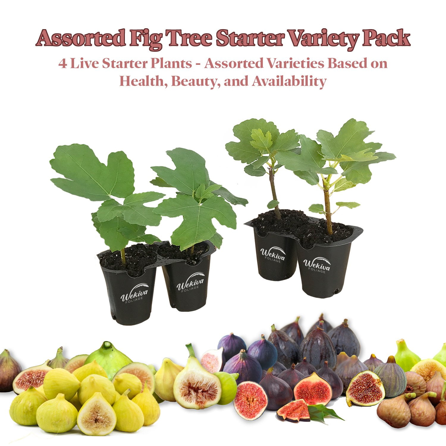 Fig Tree Variety Multipack - 4 Live Starter Plants in 2 Inch Grower's ...