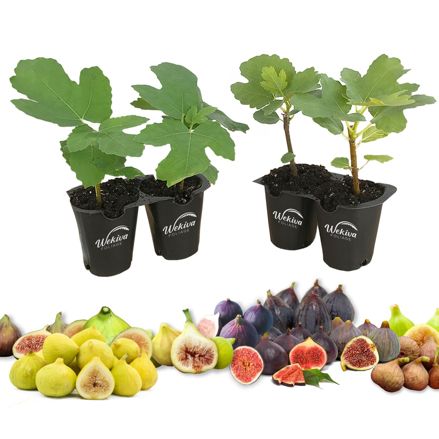 Fig Tree Variety Multipack - 4 Live Starter Plants in 2 Inch Grower's ...