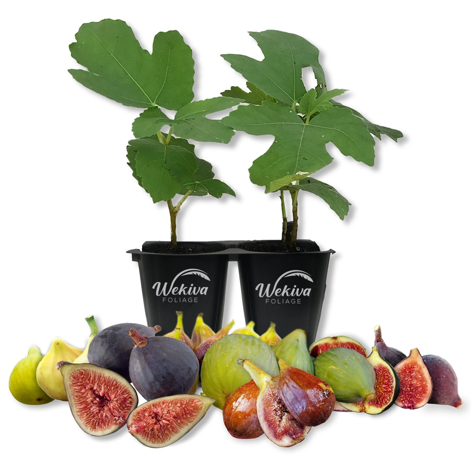 Fig Tree Variety Pack - 2 Live Tissue Culture Starter Plants - Ficus ...