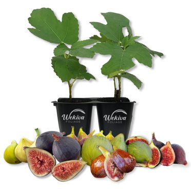 Barbados Cherry Tree - 4 Live Starter Plants in 2 Inch Pots - Malpighia ...