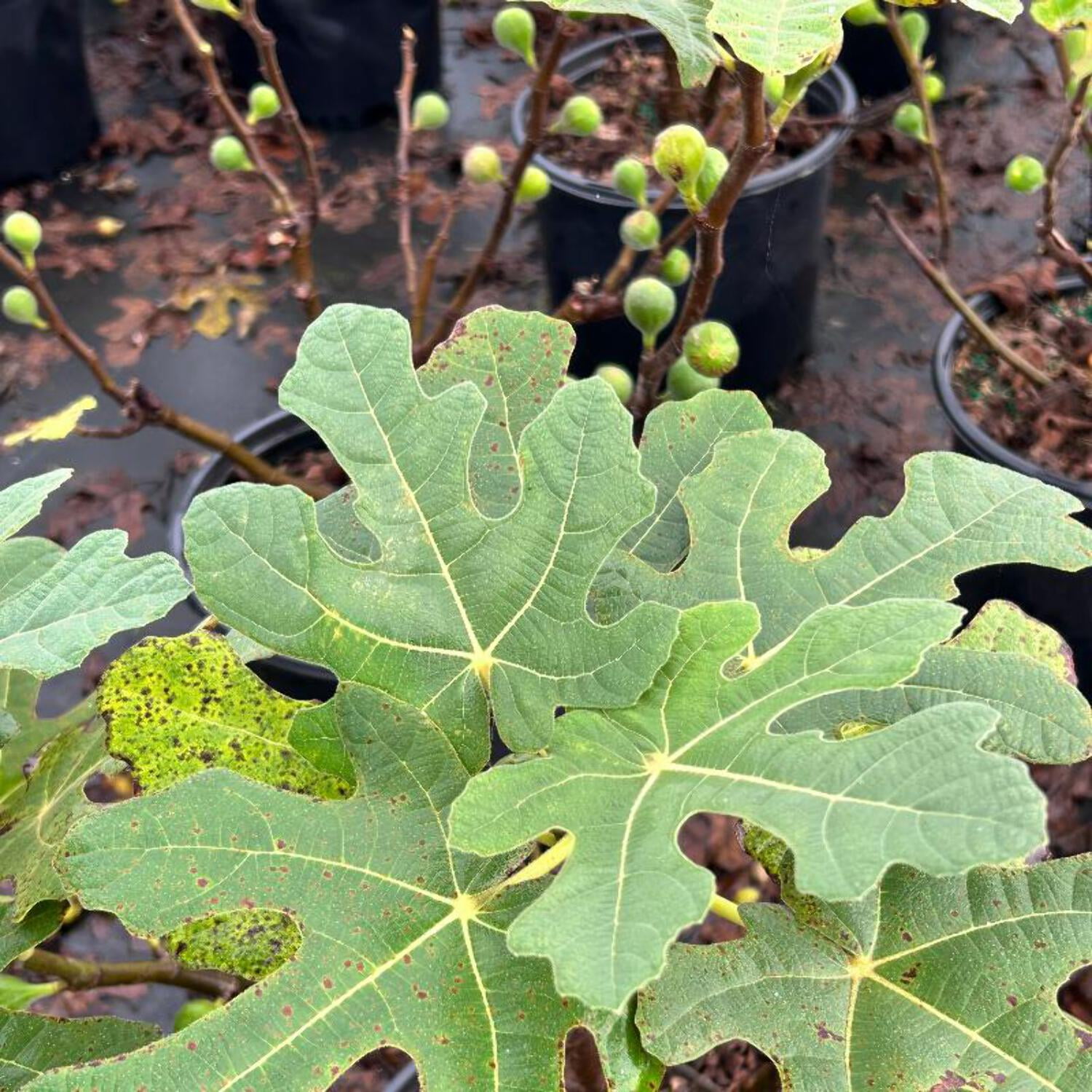 Fignomenal Dwarf Fig - 3 Gallon Pot, Fruit Tree, Full Sun, Outdoor ...