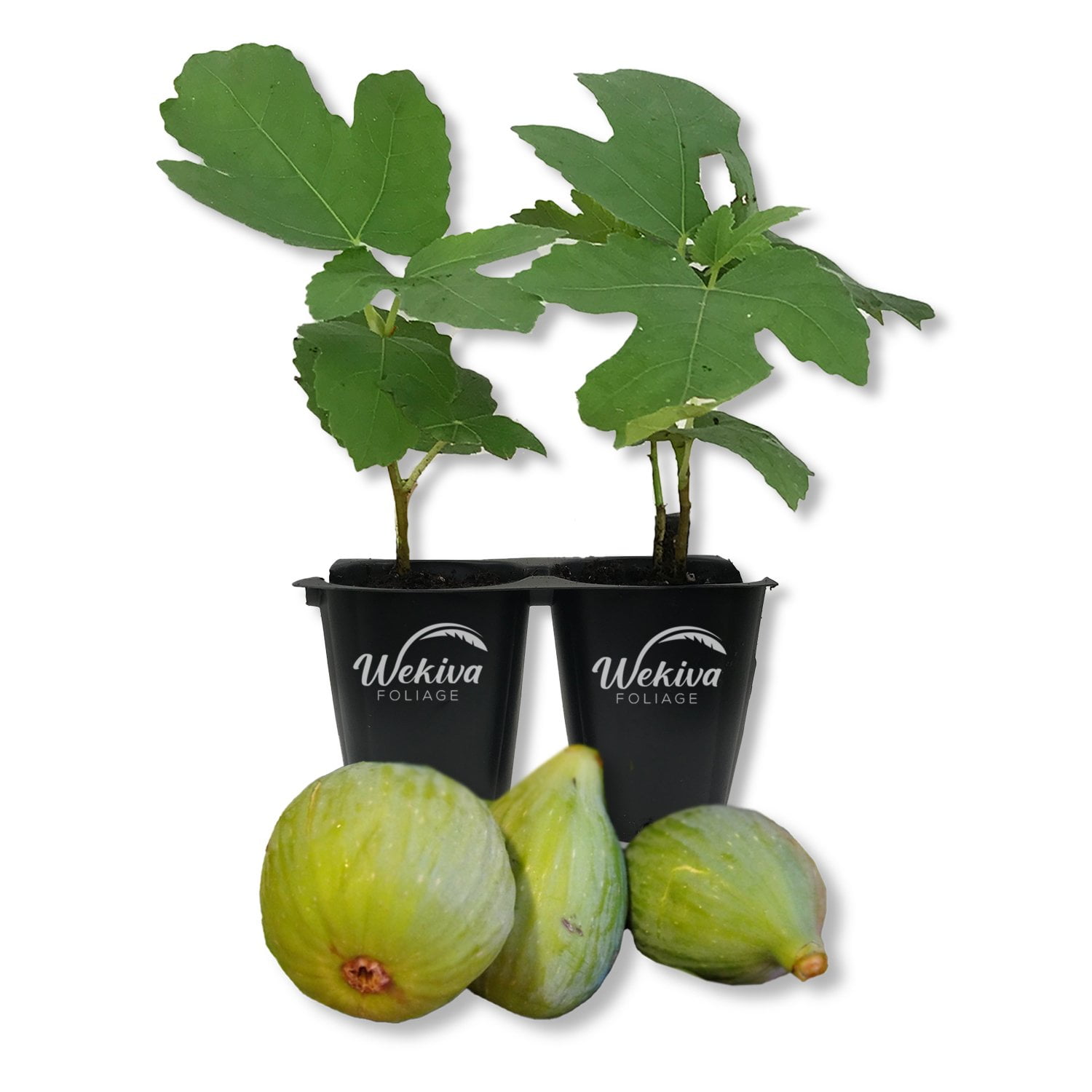 Fignomenal Fig Tree - 2 Live Tissue Culture Starter Plants - Ficus ...
