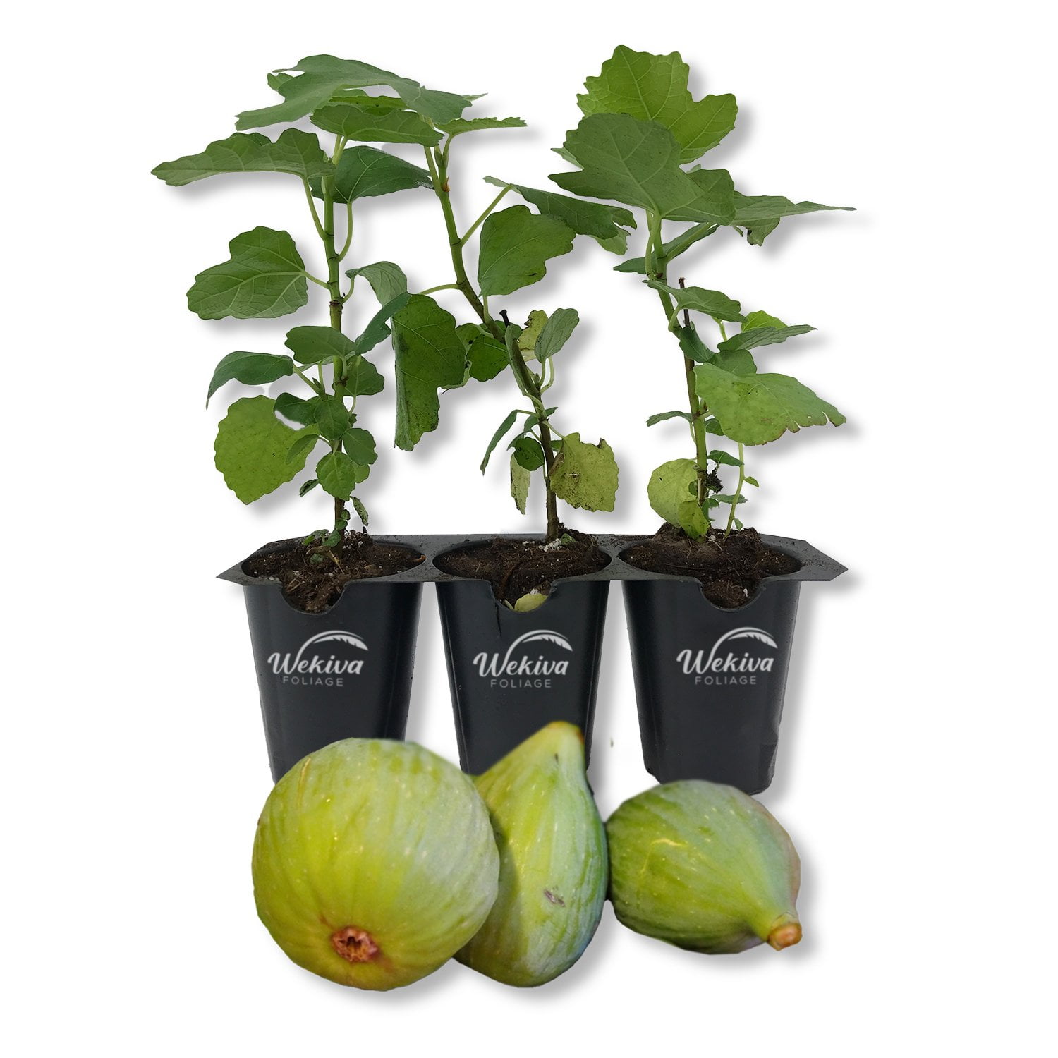 Fignomenal Fig Tree - 3 Live Tissue Culture Starter Plants - Ficus ...