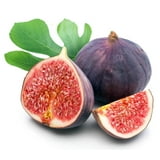 "Fignominal Dwarf Fig Tree - Edible Indoor Plant - Ficus carica hybrid ...