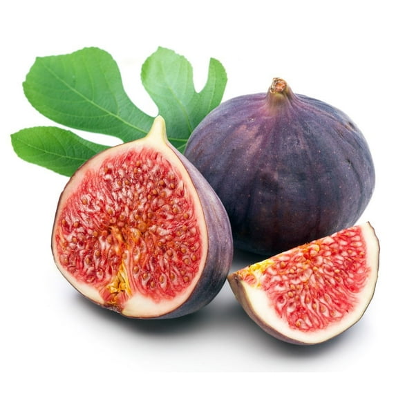 "Fignominal Dwarf Fig Tree - Edible Indoor Plant - Ficus carica hybrid - 4"" Pot" - Walmart.com
