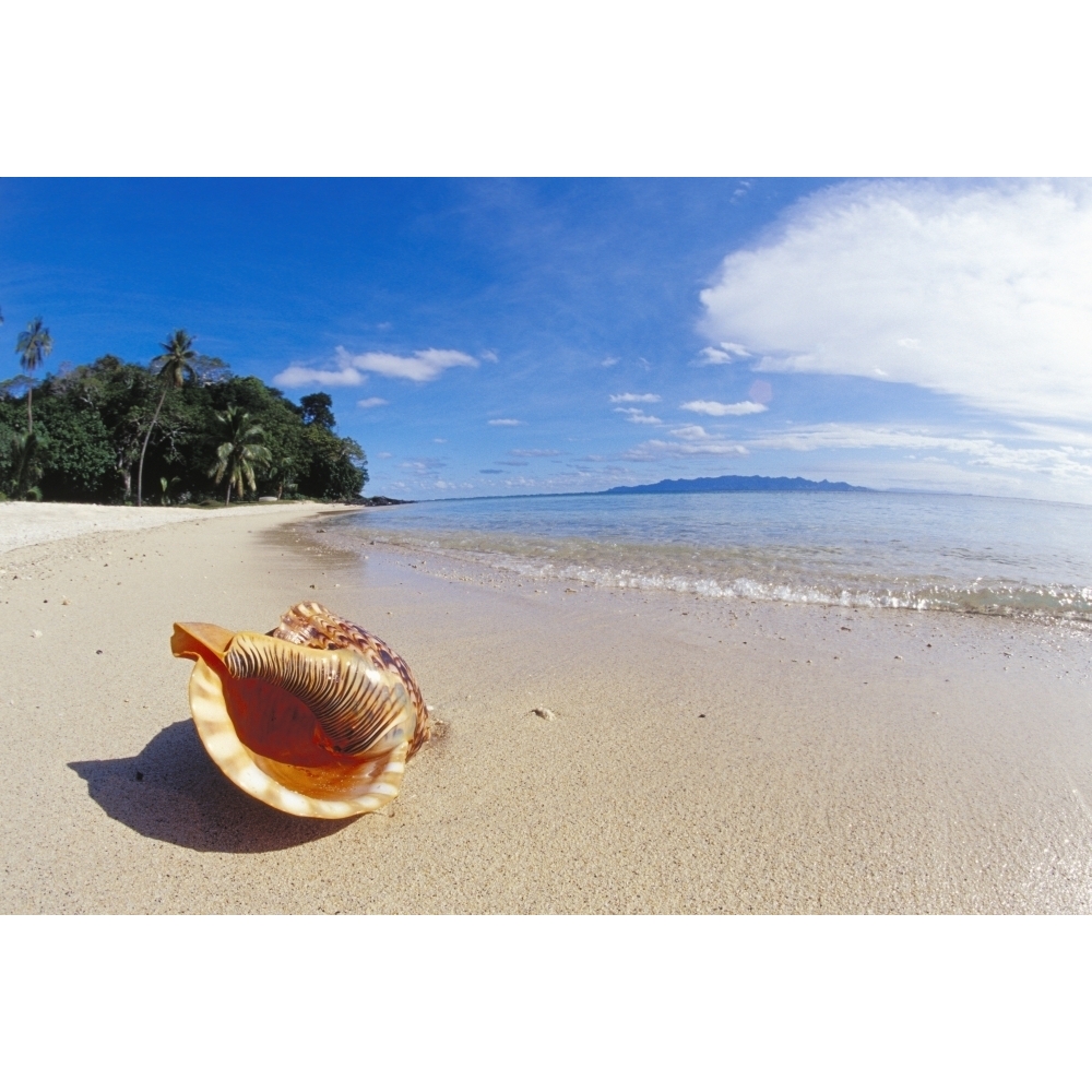 Fiji Charonia Tritonis A Tritons Trumpet Shell On Sandy Beach Beside ...