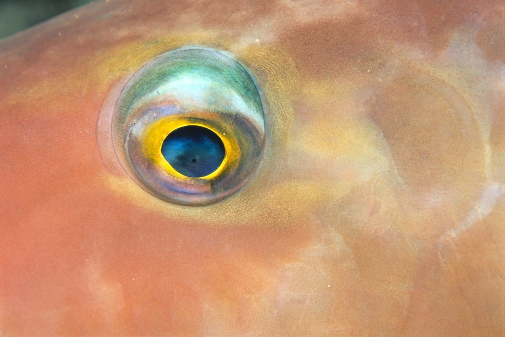 Fiji, Extreme Close-Up Of Female Parrotfish Eye (Scarus Dimidiatus) At ...