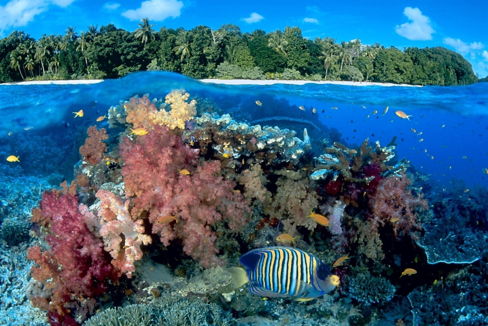 Fiji, Over/Under Reef Scene, Angelfish, Pygoplites Diacanthus Poster ...