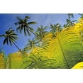 Fiji Viti Levu Detail of light green fern leaves in foreground with ...