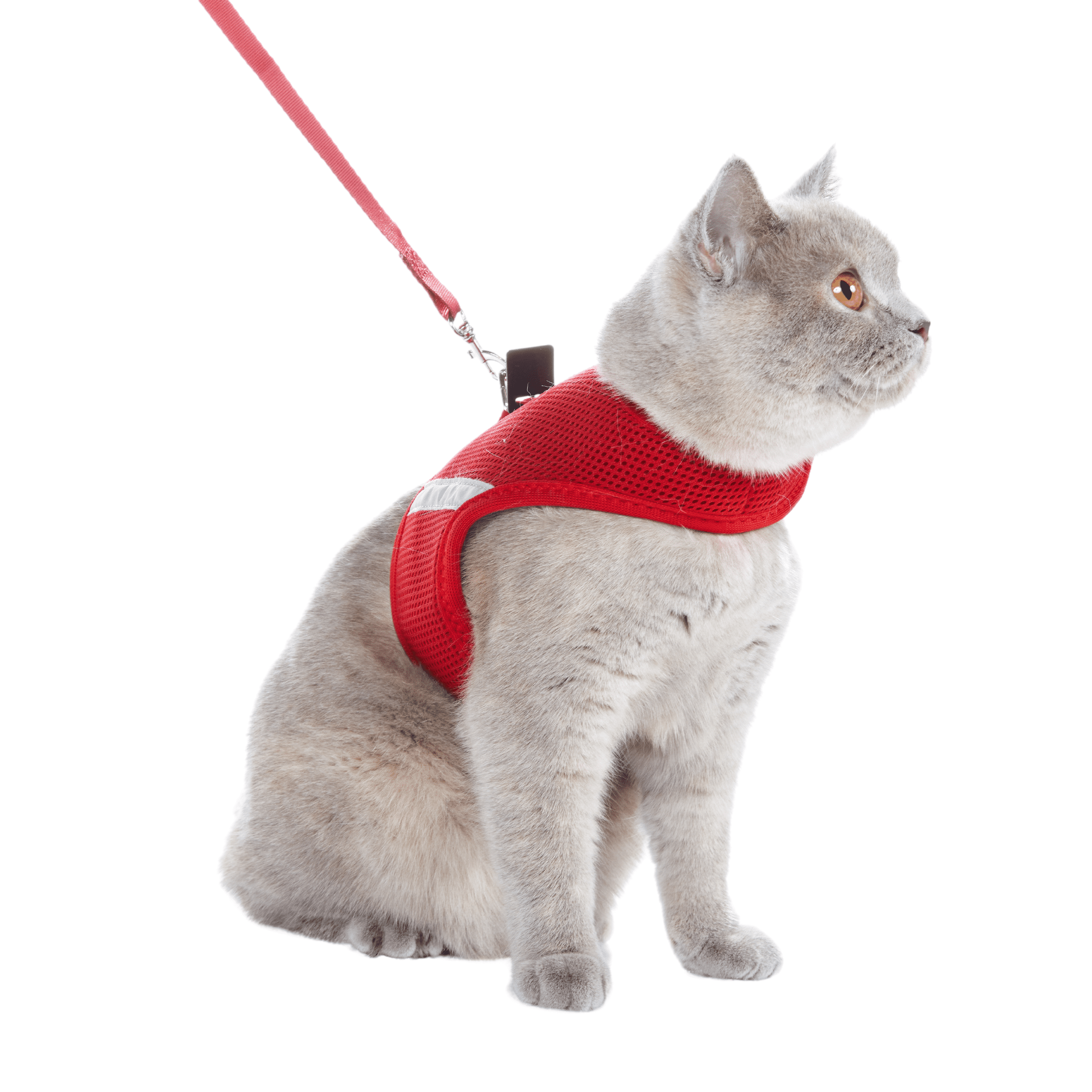 Filbert Kitten Harness and Leash Set with Reflective Strip, Cat Harness ...