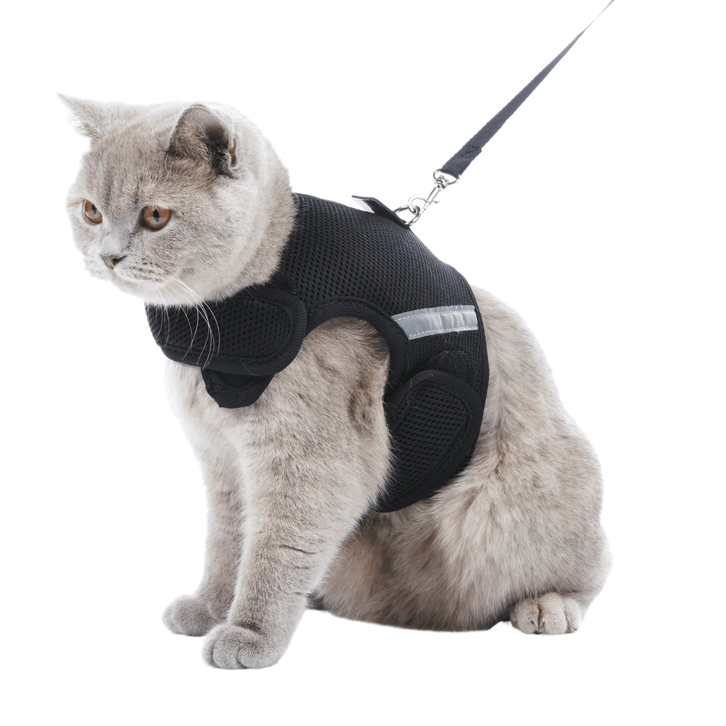 Filbert Kitten Harness and Leash Set with Reflective Strip, Cat Harness ...