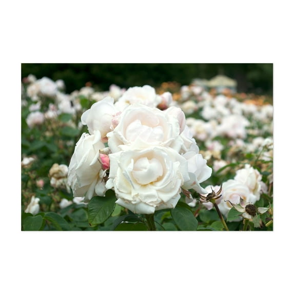Filed of White Roses - England United Kingdom Photography Floral ...