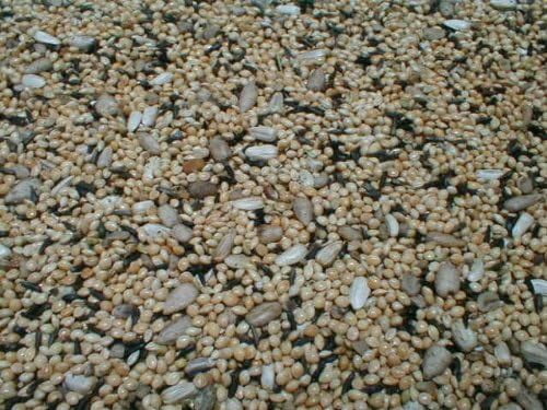 Finch Bird Seed, Premium Seeds for Wild Finch Food - Ideal for Outside ...