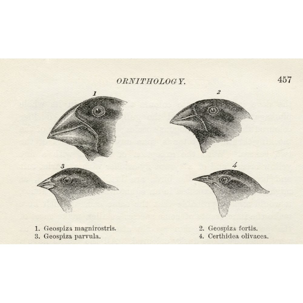 Finches With Beaks Adapted To Different Diets Observed By Charles ...