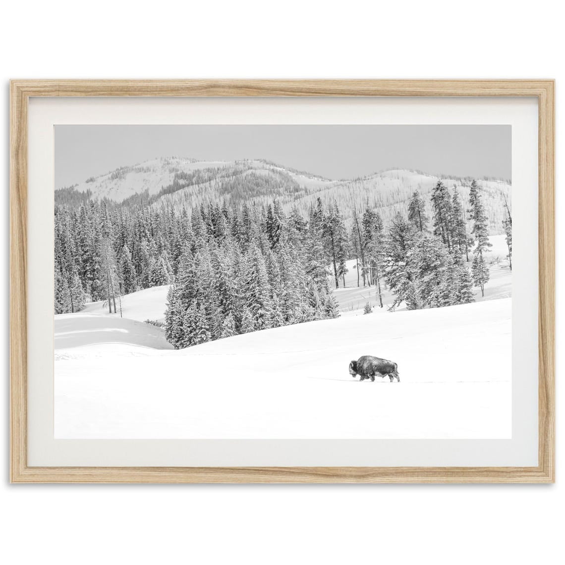 Fine Art Bison Print Black And White Art, Western Wall Art, Wildlife ...