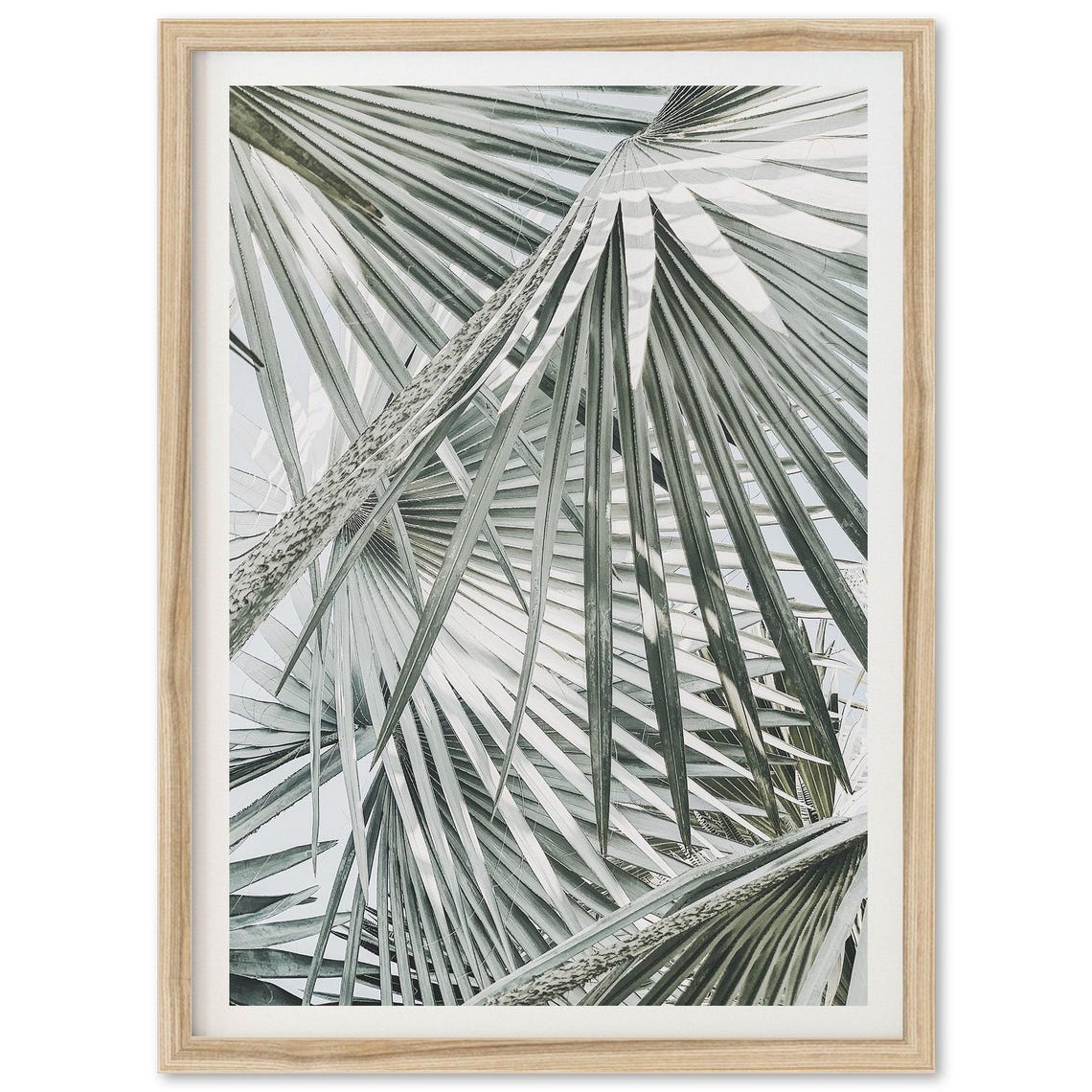 Fine Art Photography Print Boho Palm Tree Foliage Beach Home Wall