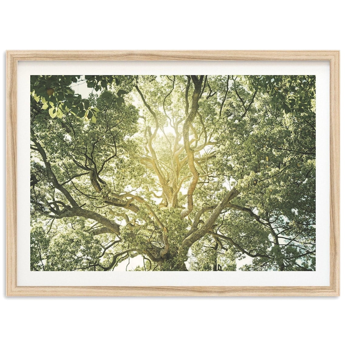 Fine Art Tree Of Life Print Photography Print, Forest Wall Art, Cottage ...