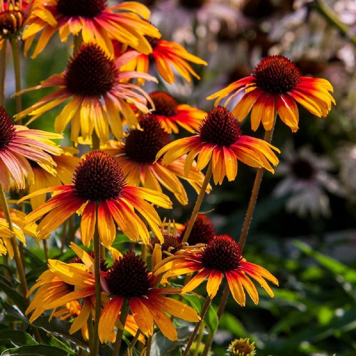 Fine Feathered™ Parrot Coneflower - Echinacea - 3" Pot - Walmart.com