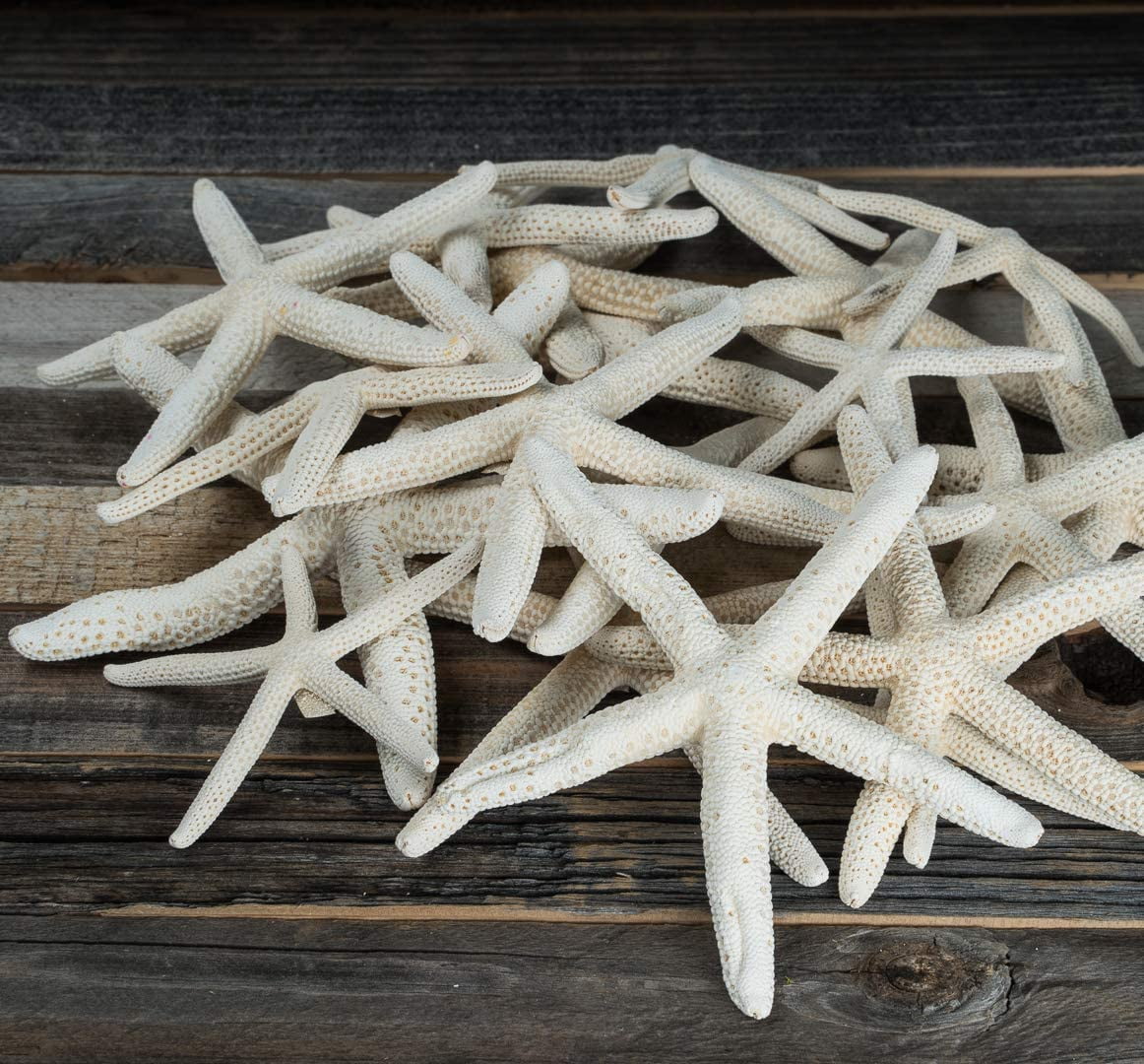 Finger Starfish | 15 White Uniquely Shaped Assortment 2" to 5 ...