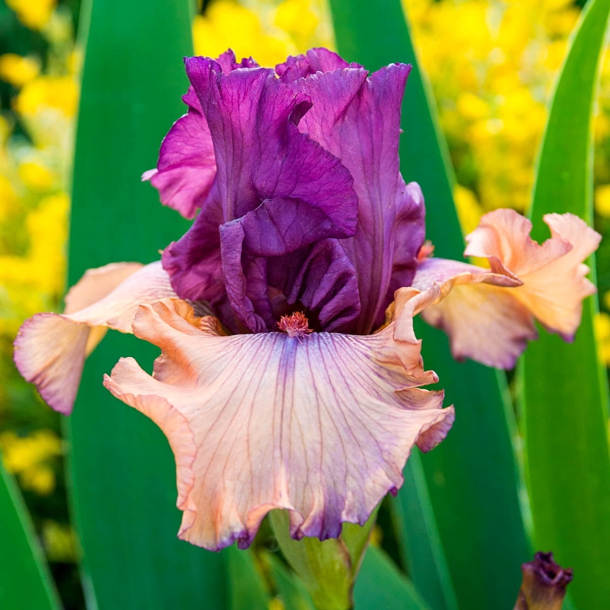 Direct Gardening Finishing School Bearded Iris Bare Root Perennial ...