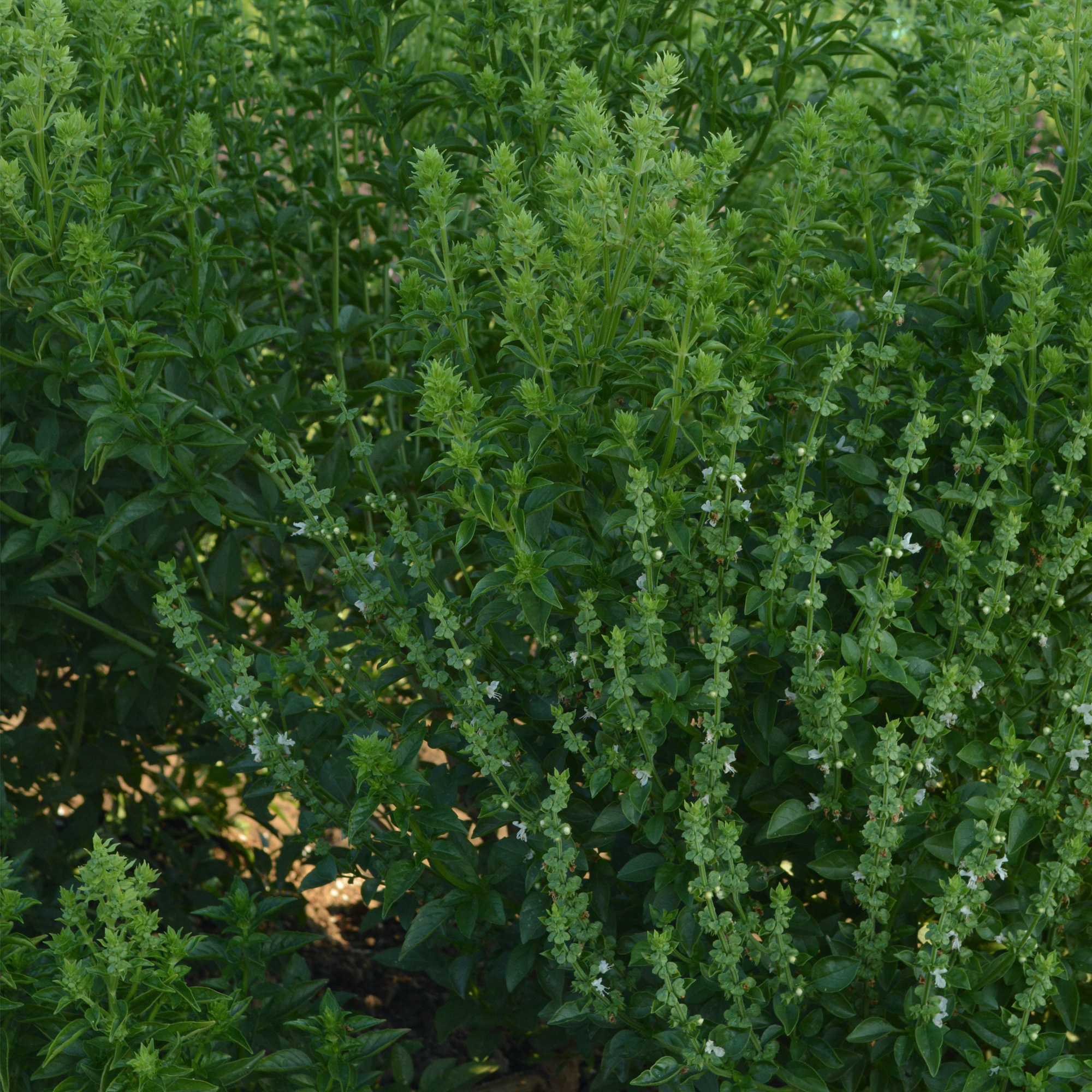 Fino Verde Basil 0.25 Oz ~4,750 Seeds—Heirloom Sweet Basil Variety for ...