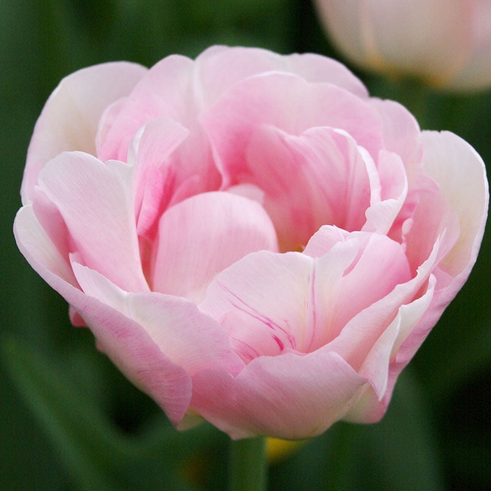 Finola Double Late Tulip Flower Bulbs - 10 Bulbs per Pack - Pleasantly Scented - Good as Cut ...