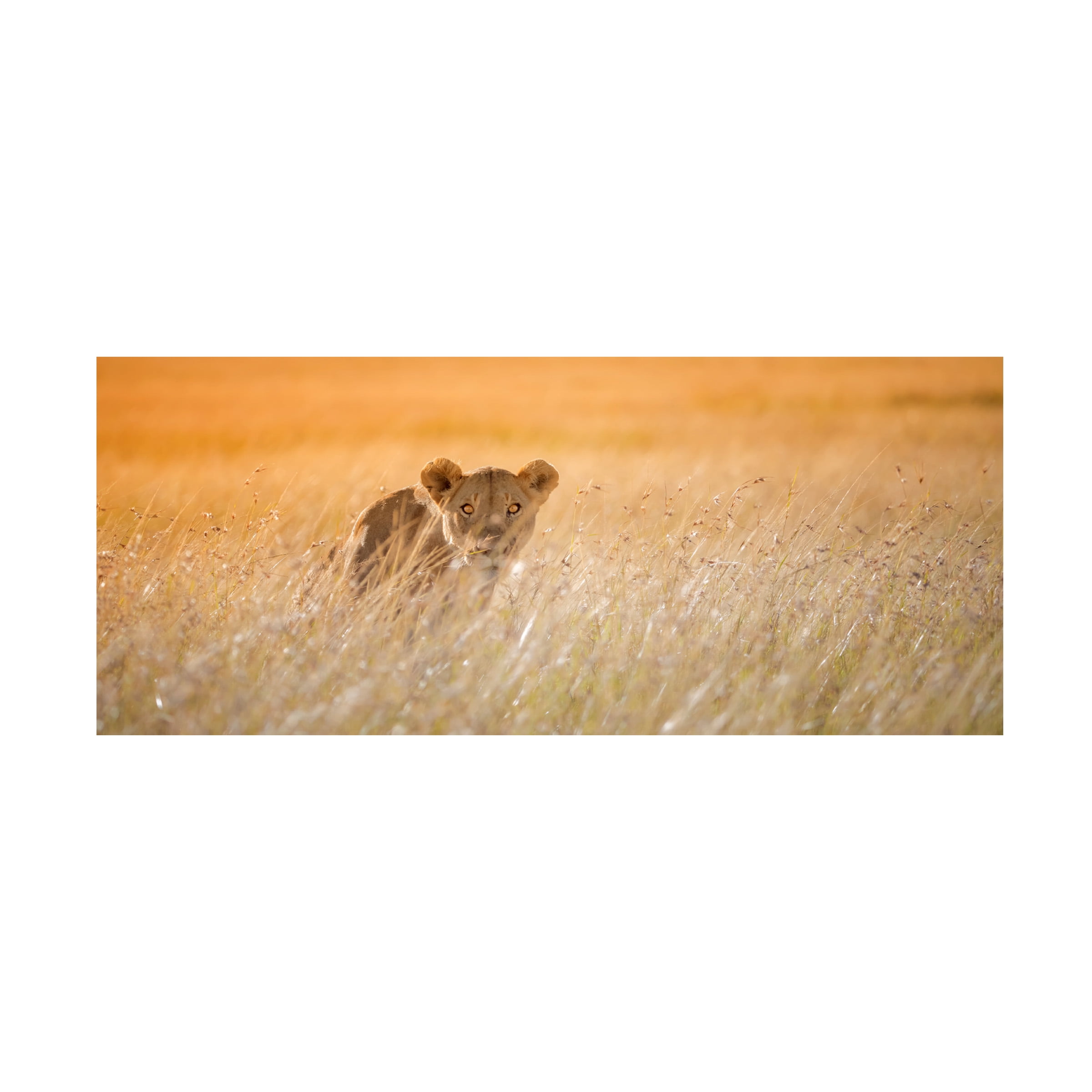 Free Shipping! Trademark Fine Art Fion Wong Watching Lioness Canvas Art ...