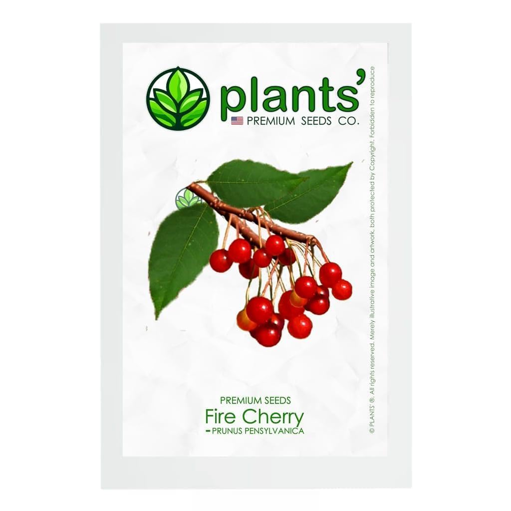 Fire Cherry TreeTRDN | Premium Seeds | Prunus pensylvanica 'Fruit ...