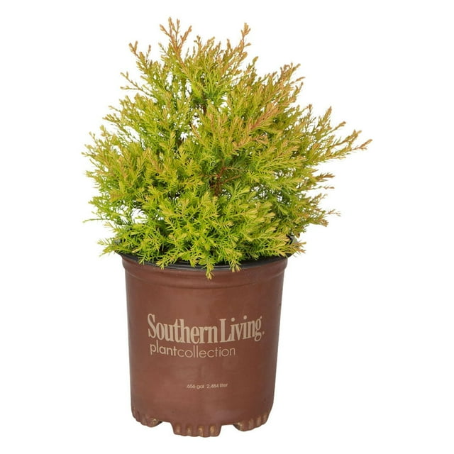 Fire Chief Arborvitae (2.5 Quart) Evergreen Shrub with Seasonal Color ...