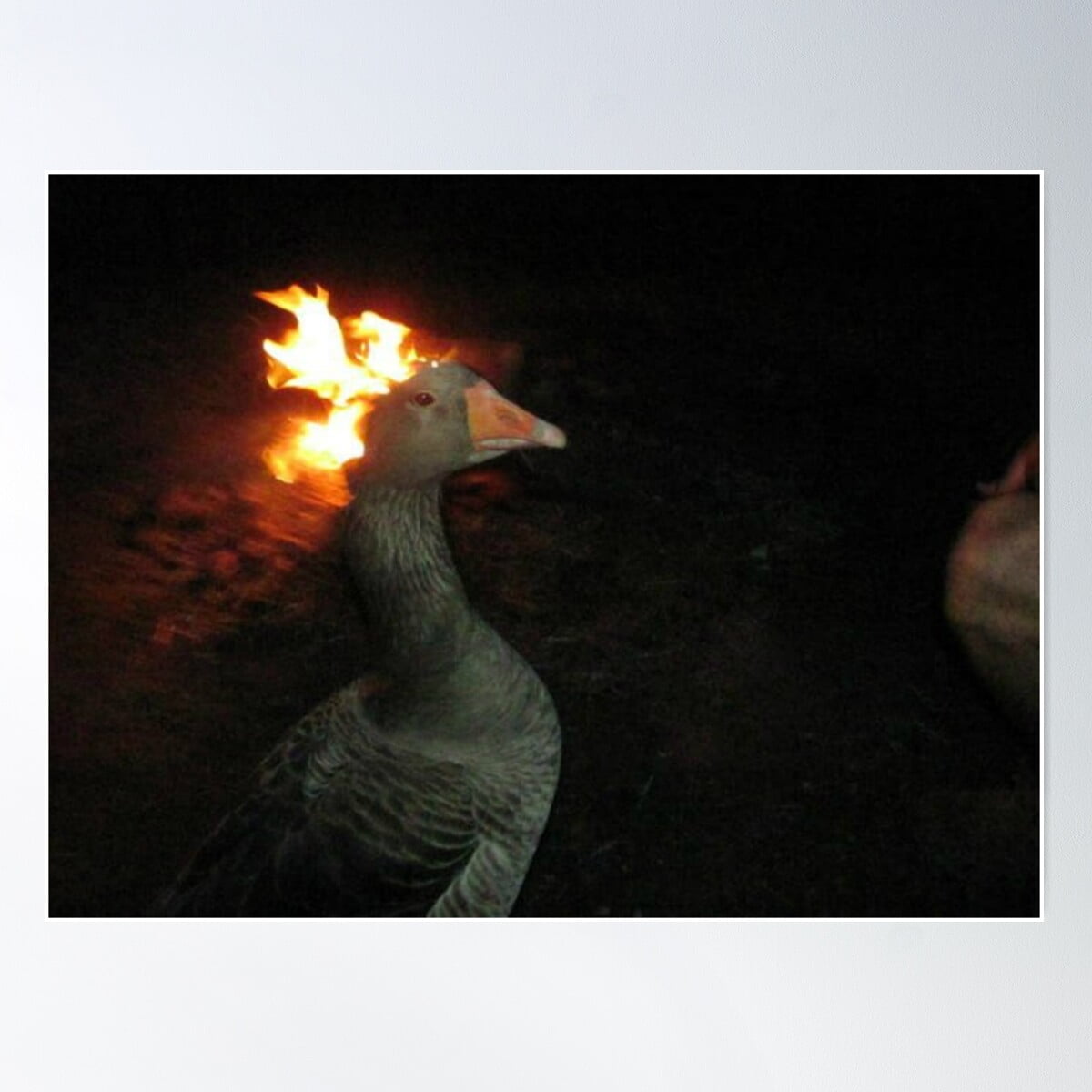 Fire Duck (Goose On Fire) Poster Wall Art, Modern Wall Decor For Living ...