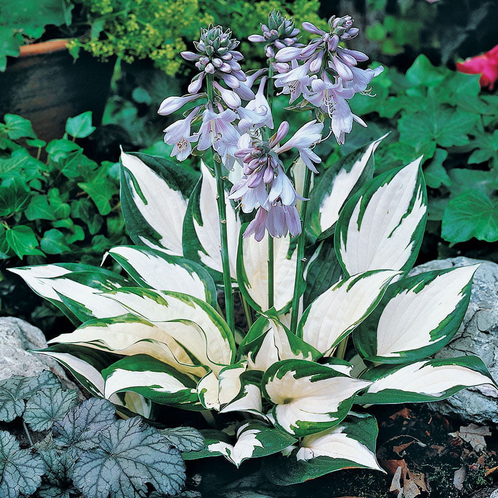 Fire and Ice Hosta - Premium No. 1 Size Root - Blooms Summer to Frost ...